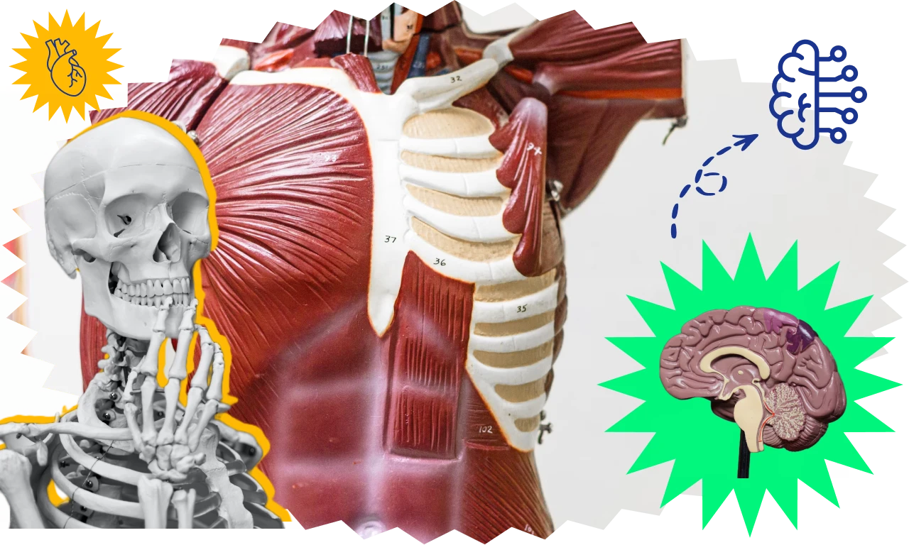 Human Body Trivia - TriviaCreator