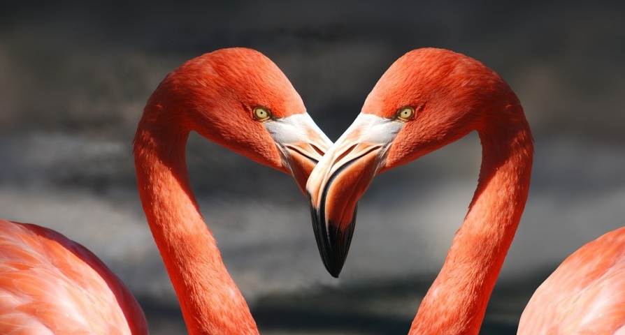 Really Weird Animal Facts and Myths You Probably Didn't Think About Til ...